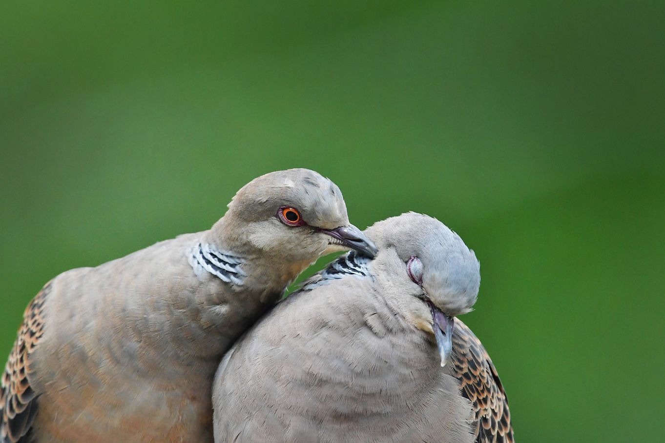 Protecting endangered friends
